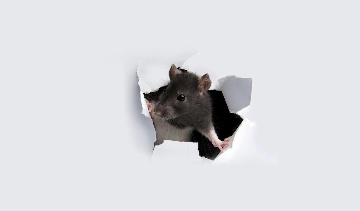 GitHub - vipamol/Rat-Walking: Optimization code for rat sagittal plane ...