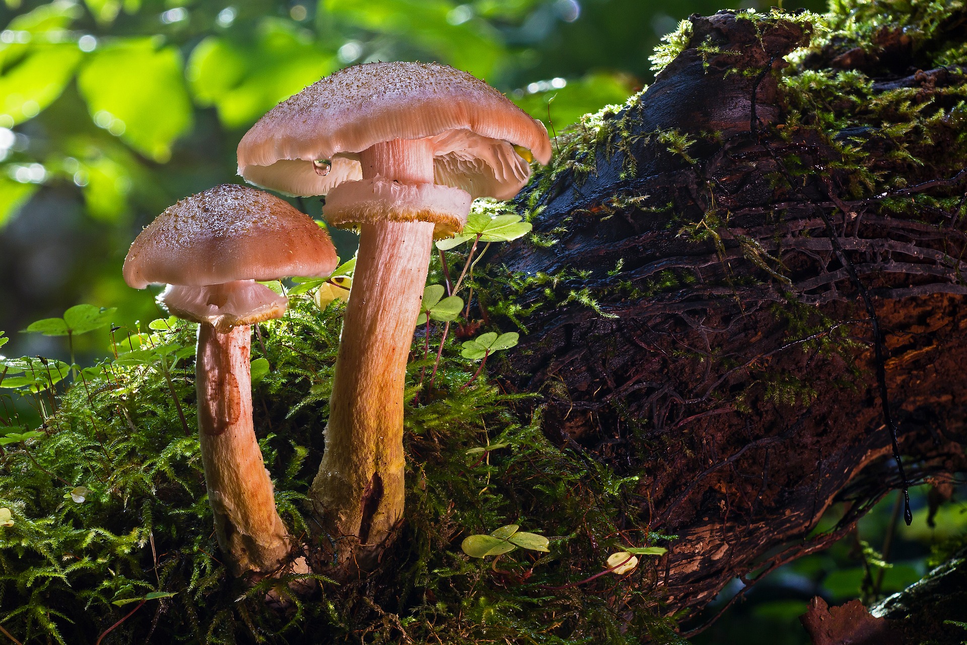 GitHub - mahoryu/Unit2_Build_Project_Mushroom_Identification ...