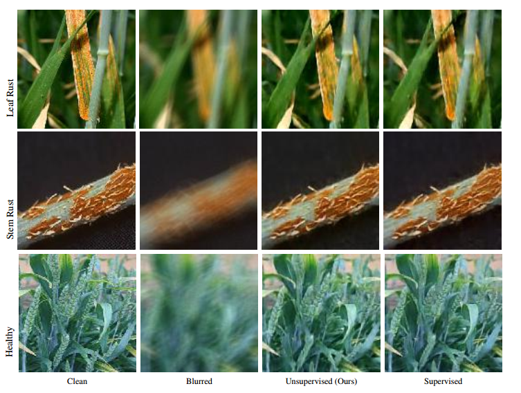 GitHub - javi-99/Improving-Crops-Disease-Classification: Deep ...