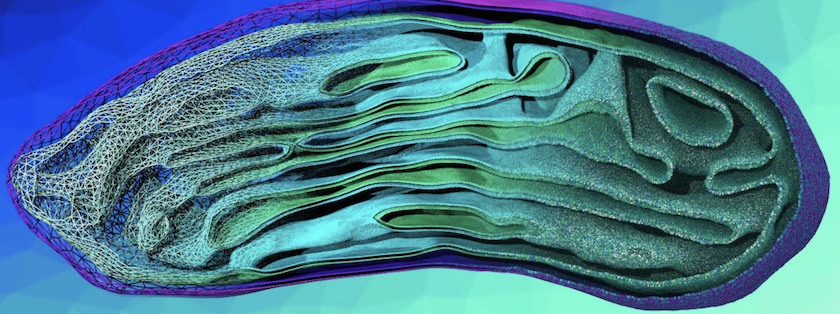 GitHub - marrink-lab/TS2CG: TS2CG: Conversion of triangulated surfaces to (coarse grain ...