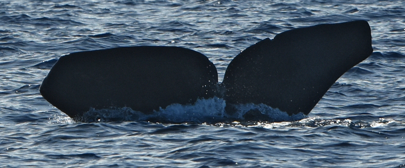 GitHub - philippschw/whale_pytorch