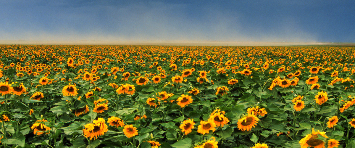Github Rieseberglab Ubc Sunflower Genome Aws Open Dataset