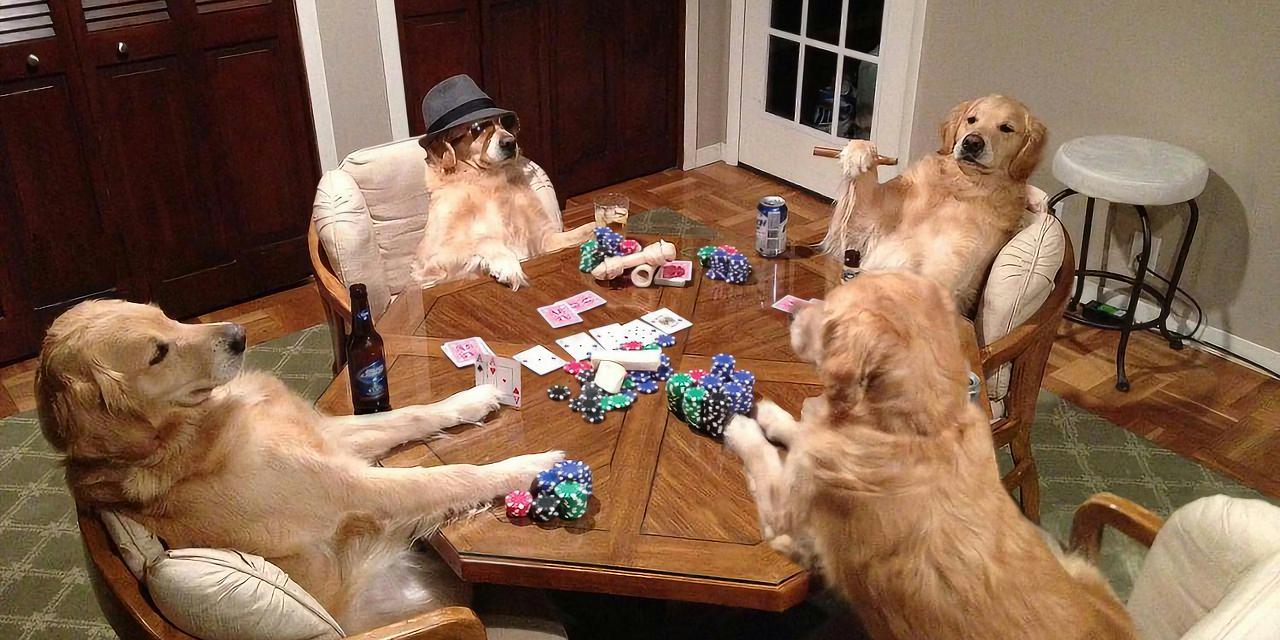 GitHub - PinkyRabbit/rainbow-chat-new