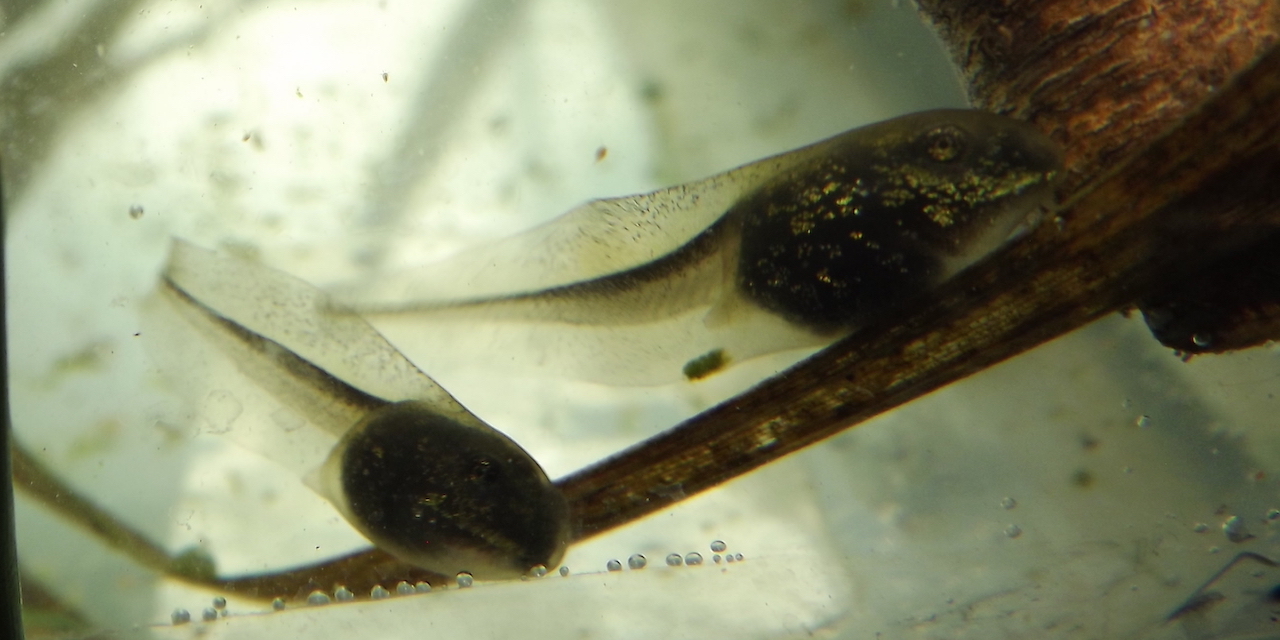 GitHub - ecolology/BES-Forget_the_audience: Data and R script for ...