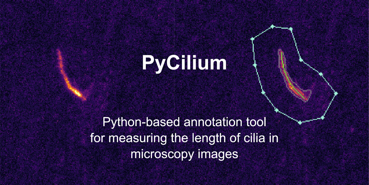 GitHub - teamnbc/PyCilium: Python functions to analyze length of cilia ...