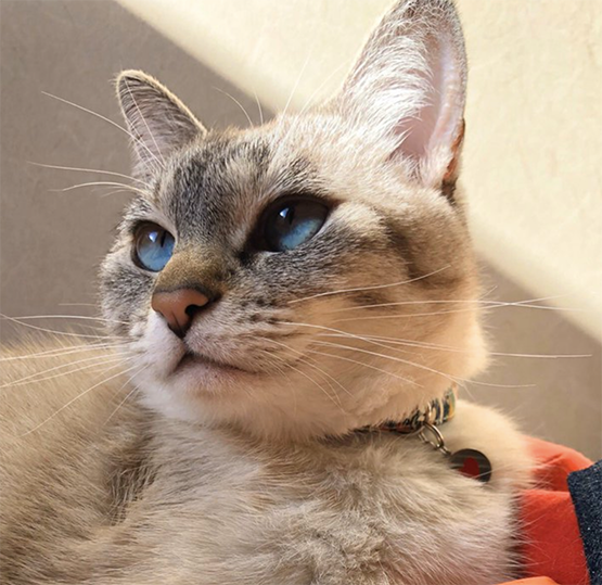 GitHub - picapicadepekin/picapicadepekin.github.io: :sparkles: Build a beautiful and simple ...