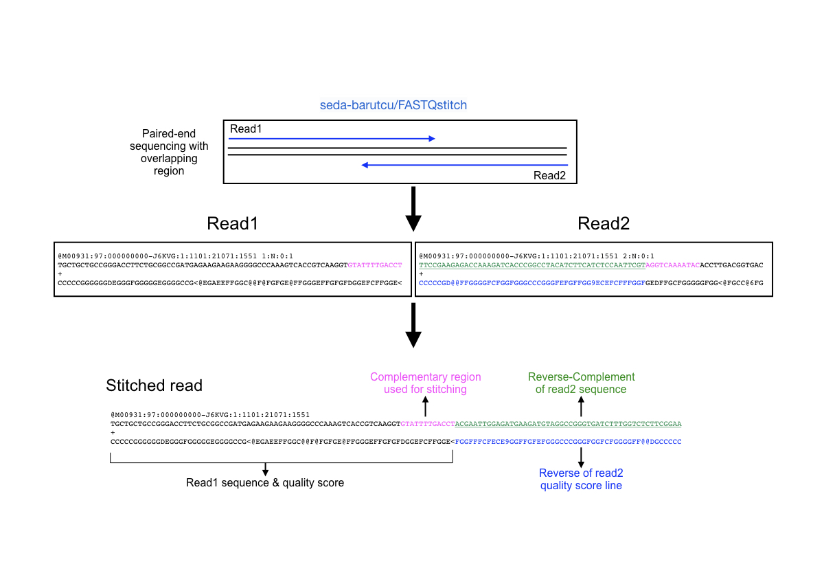 GitHub - seda-barutcu/FASTQstitch: Stitching paired-end fastq files ...