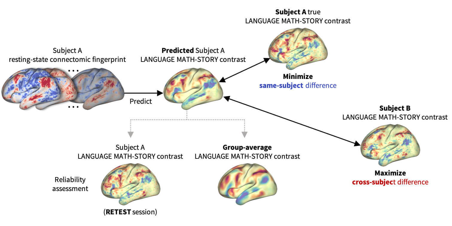 GitHub - ngohgia/brain-surf-cnn: BrainSurfCNN for individualized ...