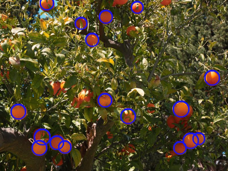 GitHub - ceetoo/Orange_Detector: Image processing method to detect oranges on fruit trees in ...