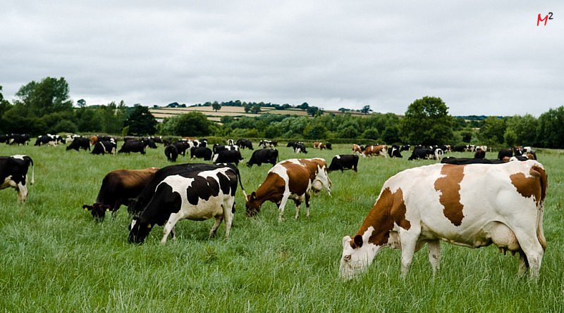 GitHub - pikulad/Dairy-Milk-Management-System: Dairy Milk management ...