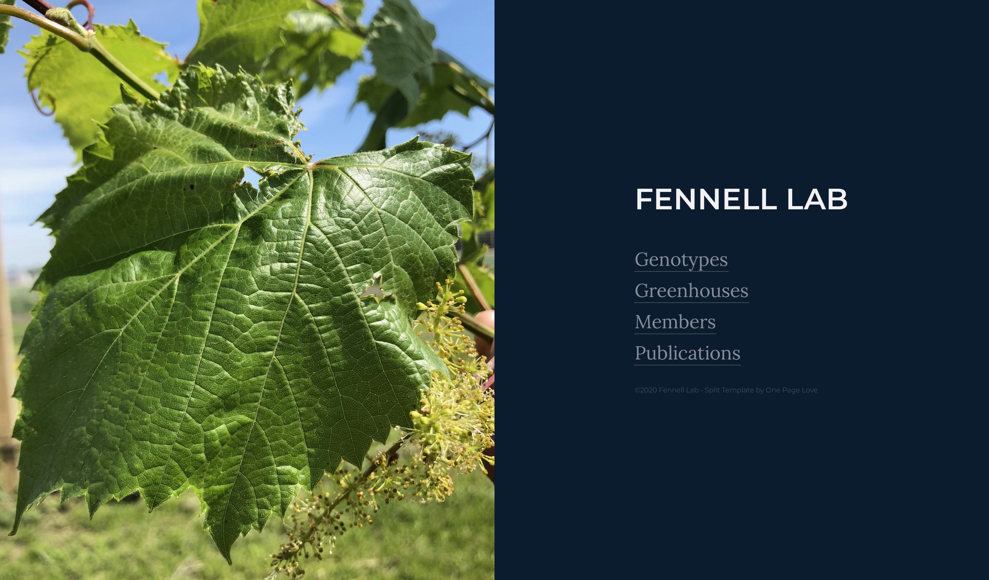 GitHub - fennell-lab/www: Fennell Lab website. Created with blogdown in ...