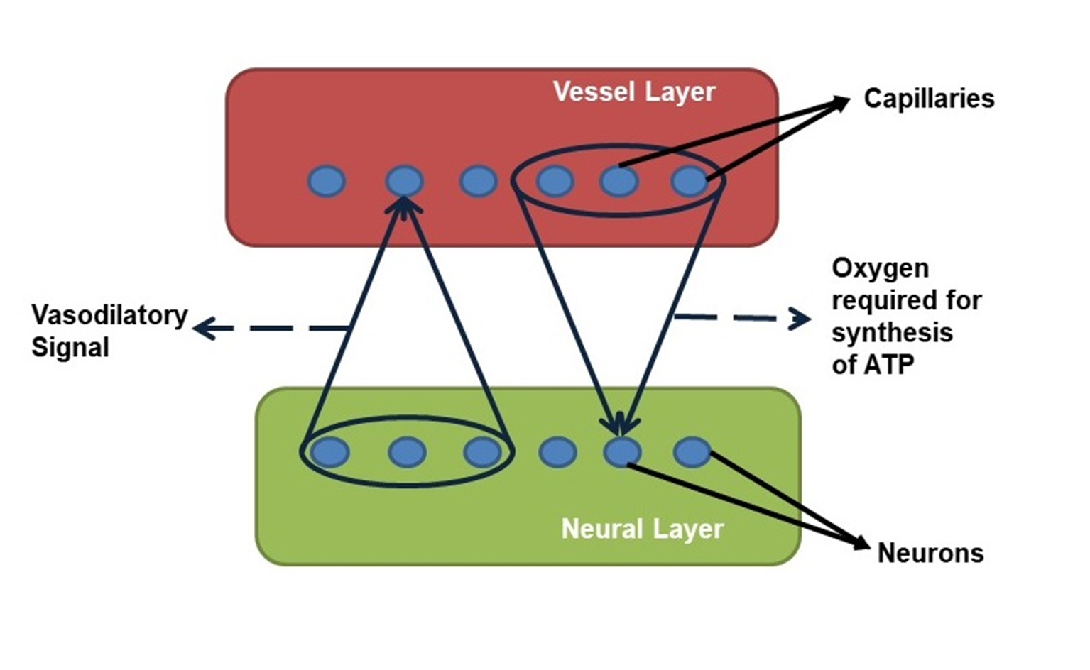 GitHub - bhadrask/WHISKER-BARREL-PLASTICITY-NV-MODEL: Neurovascular ...