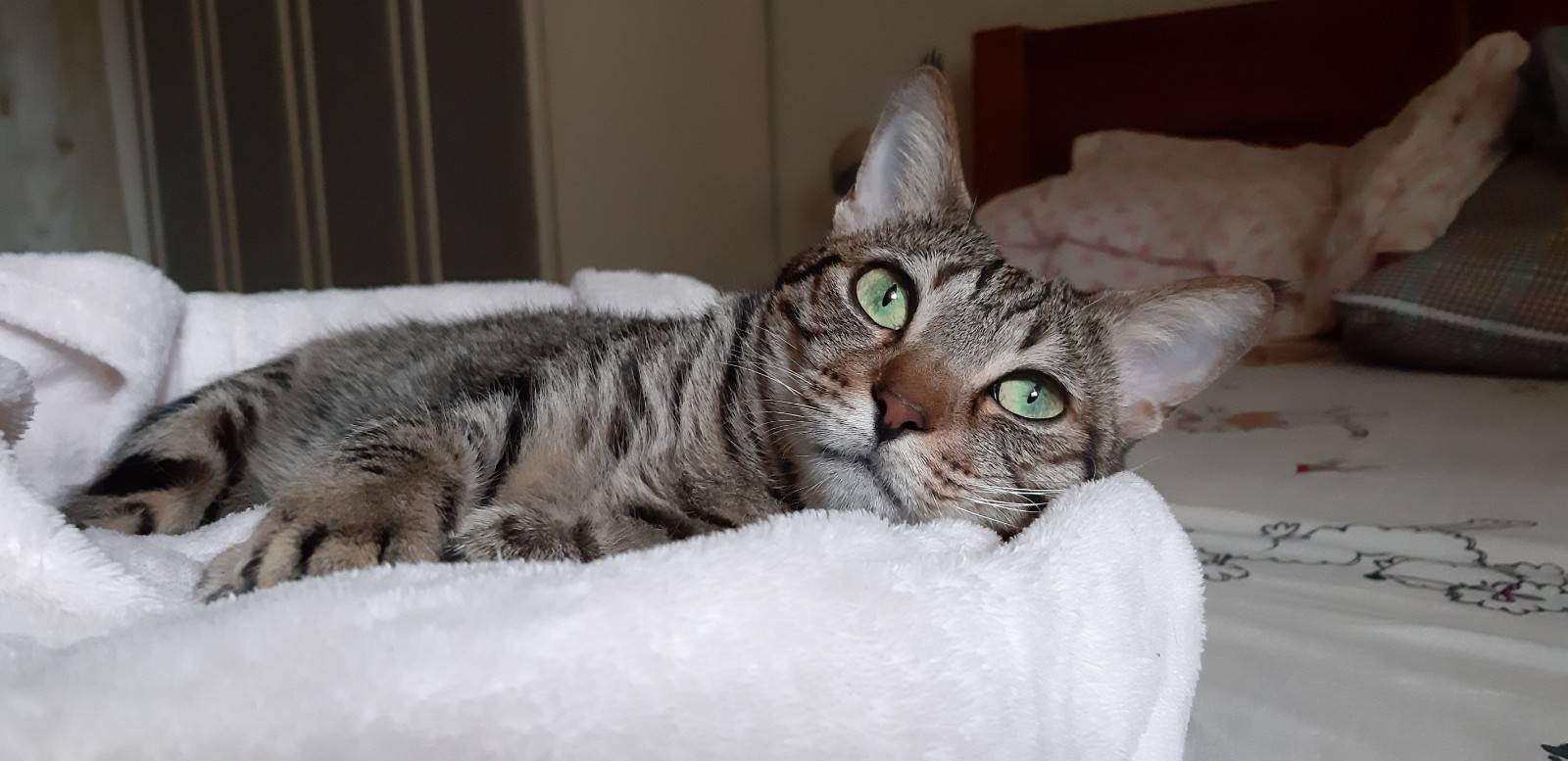 GitHub - Phate334/cas-hash-demo