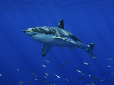 sharks · GitHub Topics · GitHub