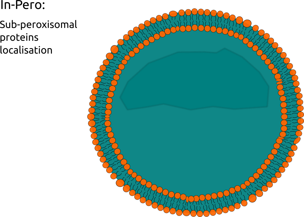 GitHub - MarcoAnteghini/In-Pero