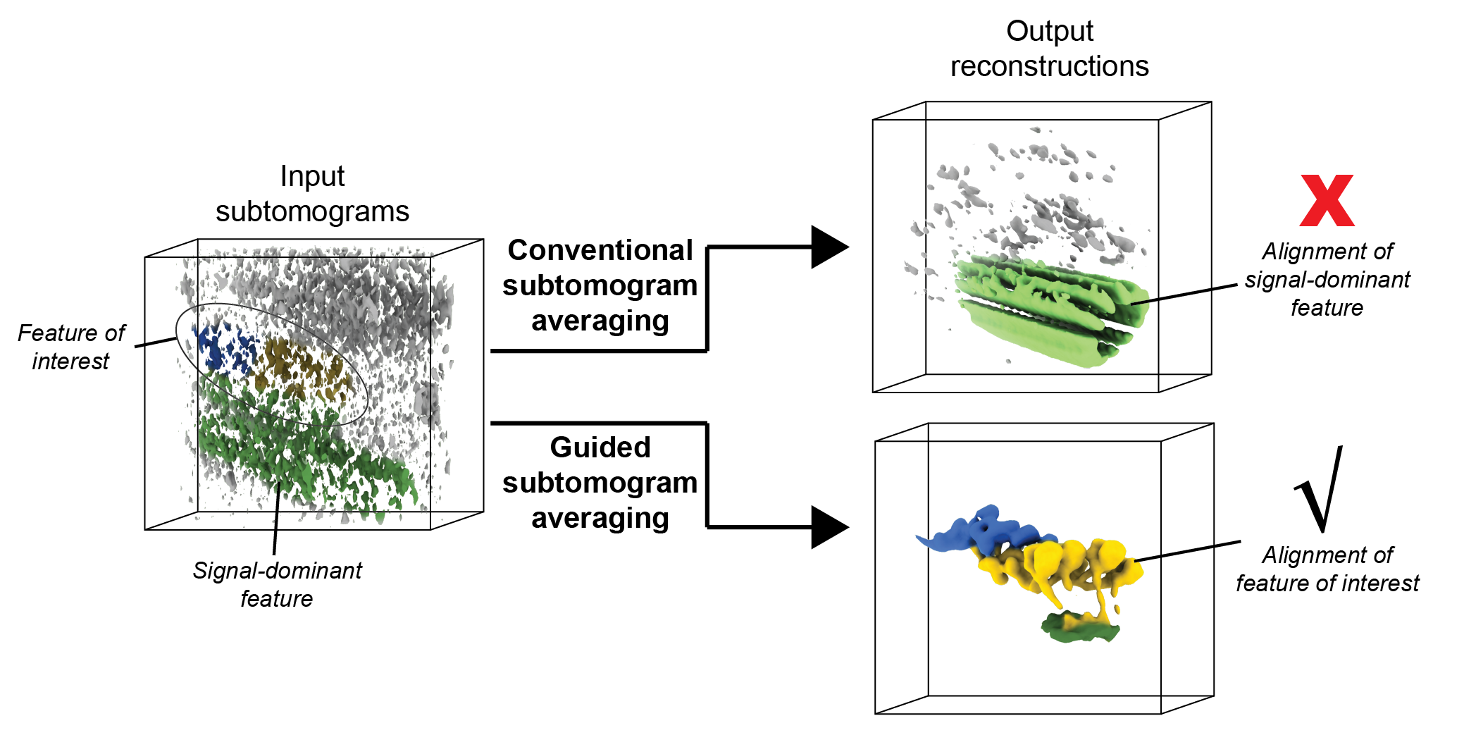 GitHub - GrotjahnLab/guided_tomo_align: Scripts for using references ...