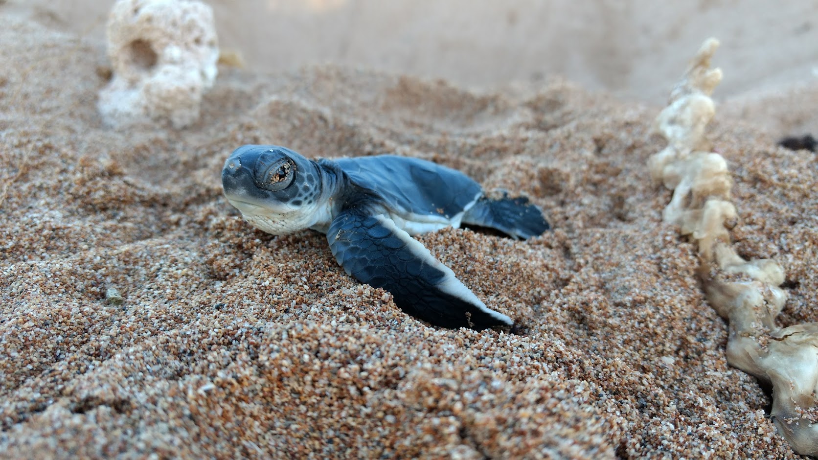 GitHub - dbca-wa/etlTurtleNesting: Data ETL of Turtle Nesting Census ...