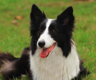 GitHub - happylishang/Collie: Android APM Online 线上轻量级APM 性能监测 Android性能监控 性能