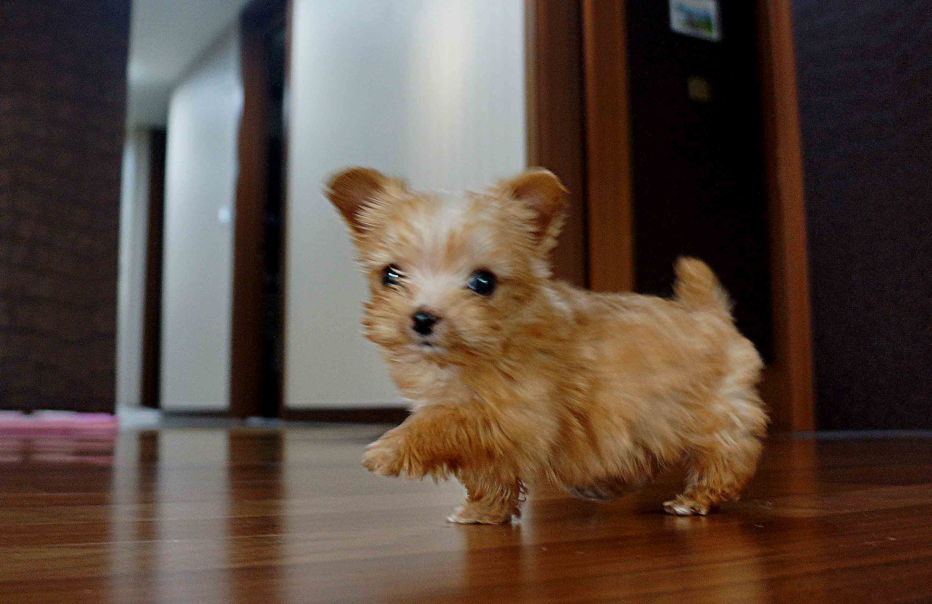 GitHub - kkangddol/TIL: Today I Learned