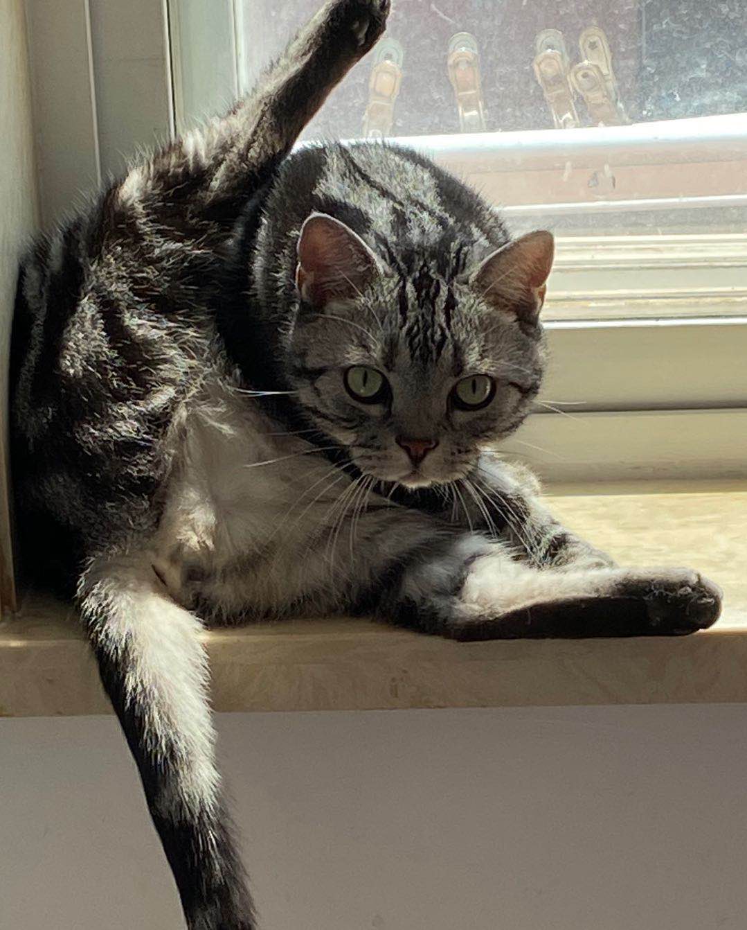 Github Dabowl Webpack Test Webpack阶段练习