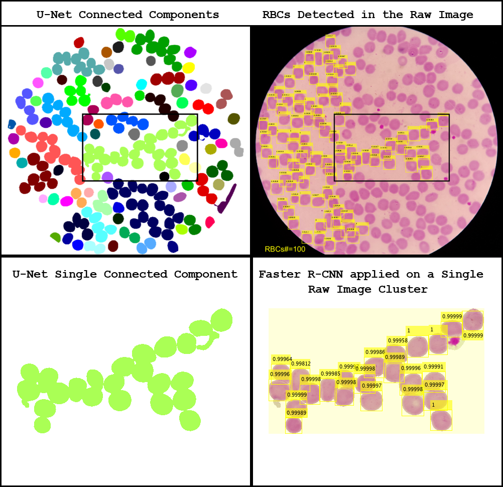 GitHub - Yasmin-Kassim/RBCNet_dual_architecture