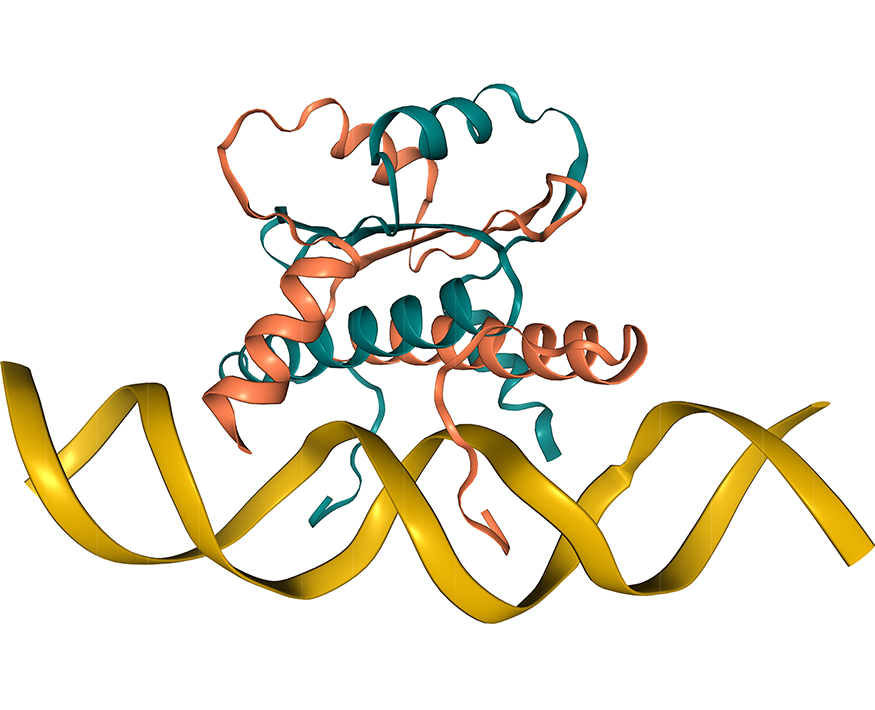 GitHub - matteoferla/MEF2C_analysis: Analysis of variants of MEF2C