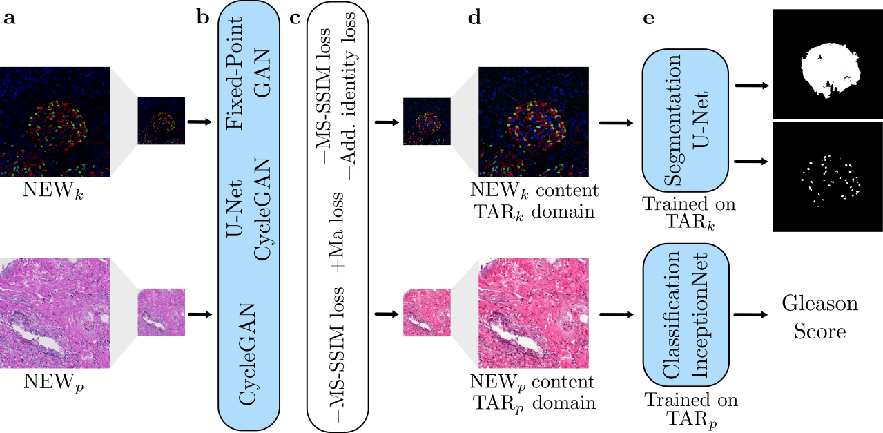 GitHub - imsb-uke/bias-transfer-microscopy: A repository containing the code for the paper "Deep ...