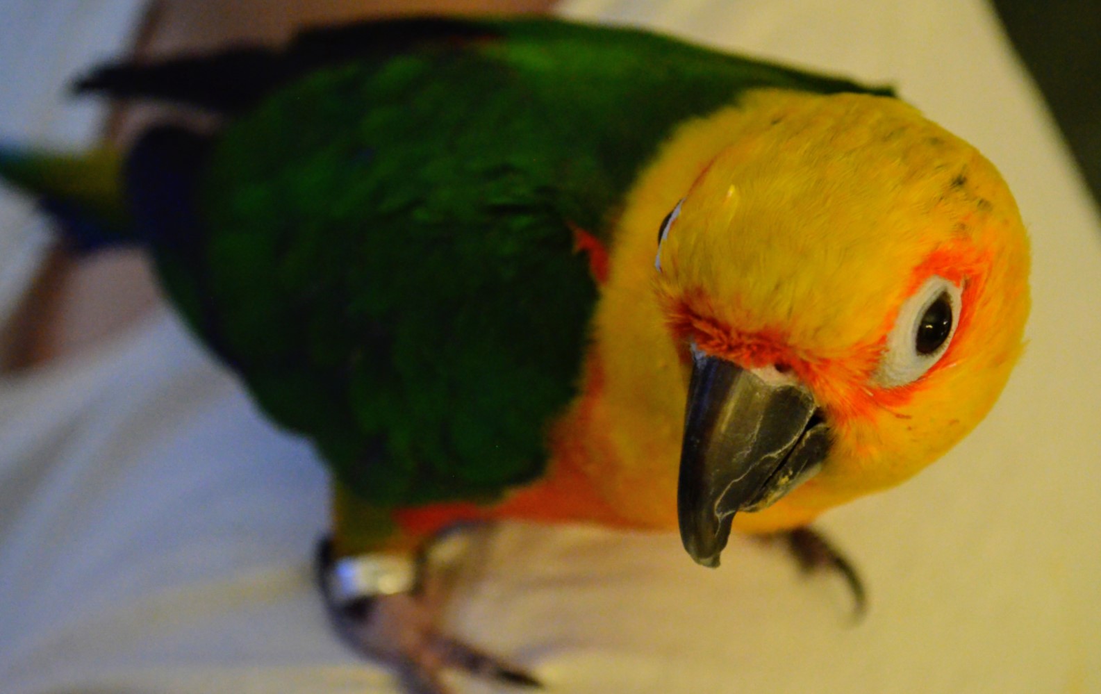 Springboard/Springboard Apps project - Tier 3 - Complete.ipynb at main ...