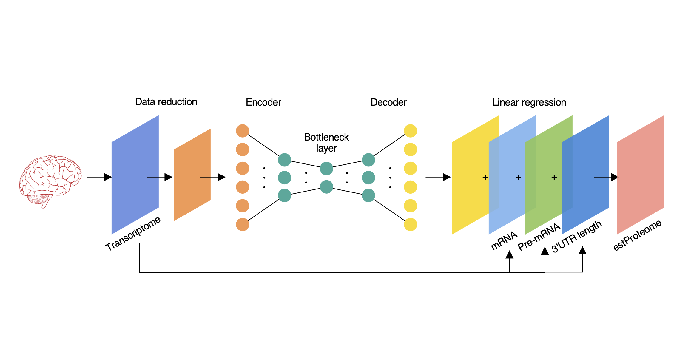 GitHub - stasaki/clei2block: Deep-neural protein translation