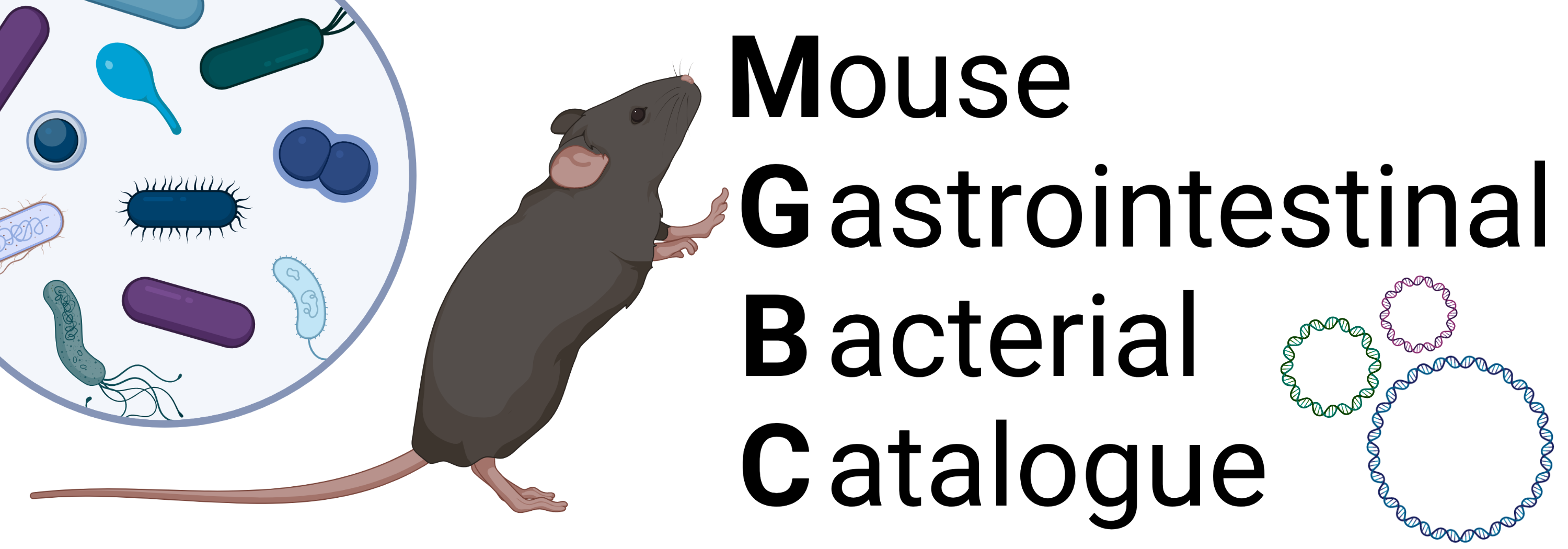 GitHub - BenBeresfordJones/MGBC: The Mouse Gastrointestinal Bacteria ...