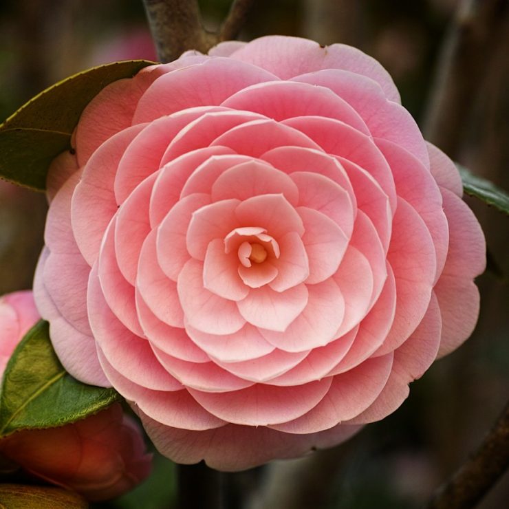 GitHub - disc0nn3ct/Camellia_cipher_128bit