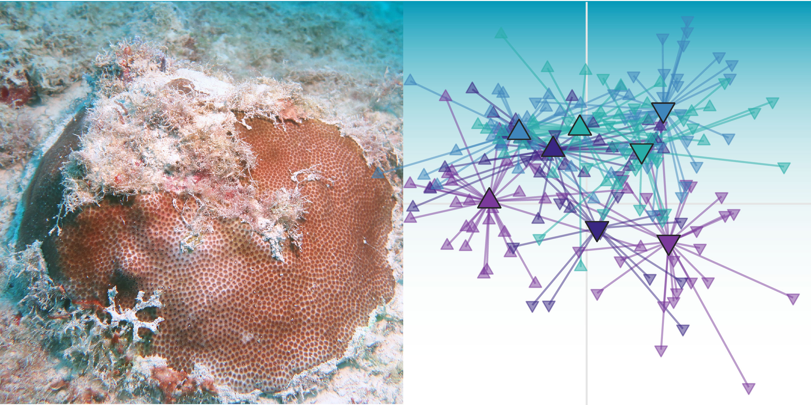 GitHub - RyanEckert/Stephanocoenia_FKNMS_PopGen: 2bRAD SNP genotyping and Symbiodiniaceae ...