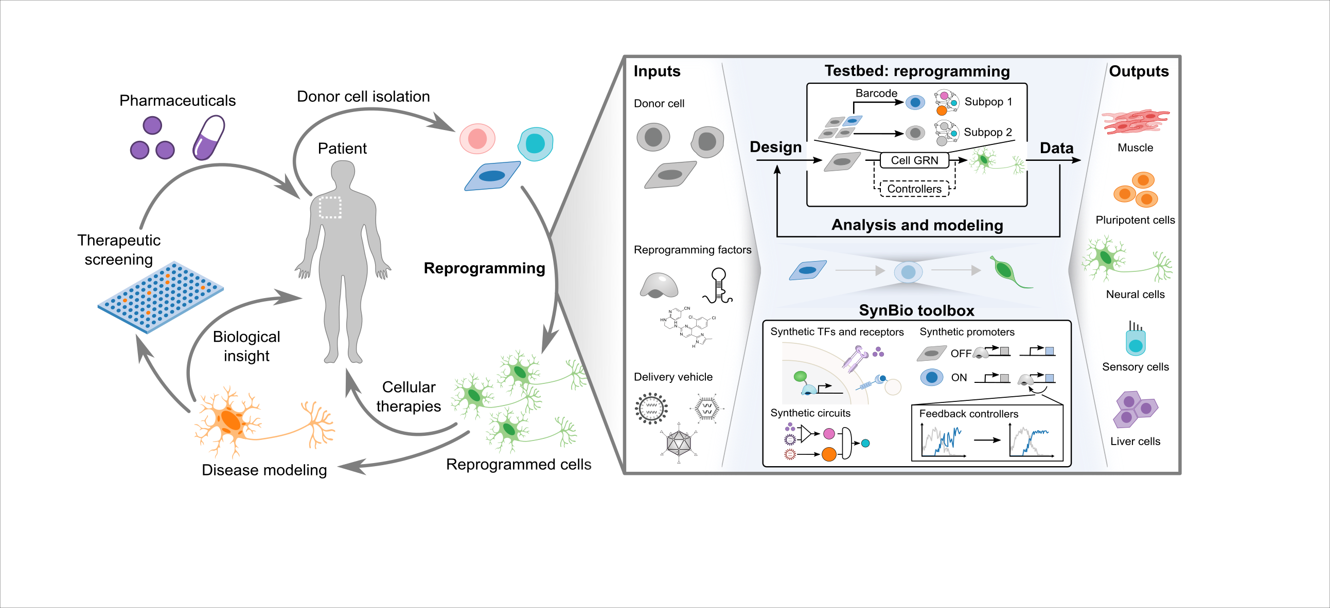 GitHub - GallowayLabMIT/synbio_reprogram_review_figs: Figures for ...