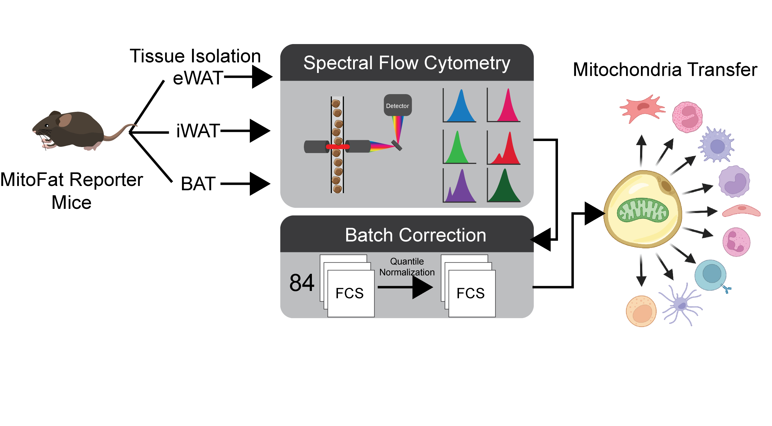 GitHub - ncborcherding/mtD2: Integrated Flow Analysis of mtD2 transfer
