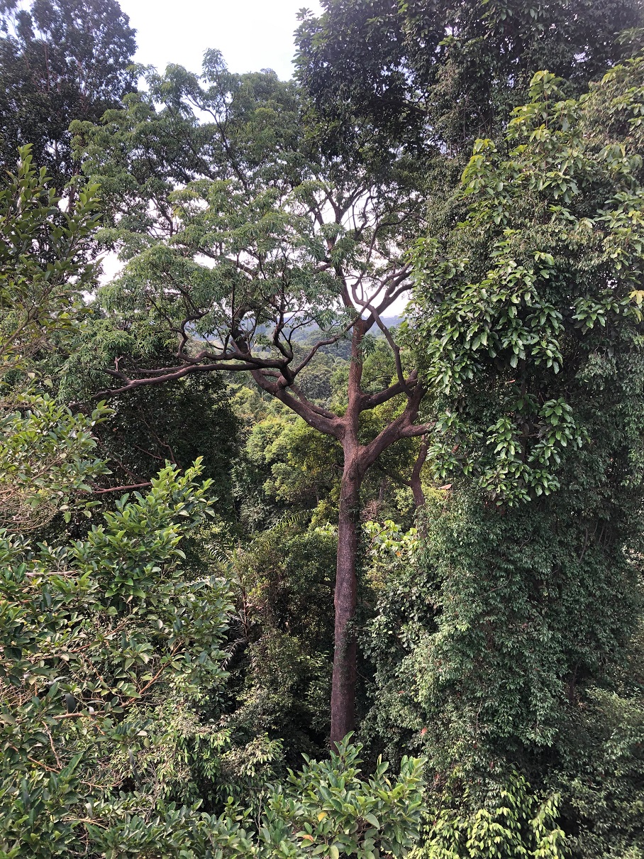 GitHub - eoway/tall-trees-research: scripts for Borneo tall trees ...
