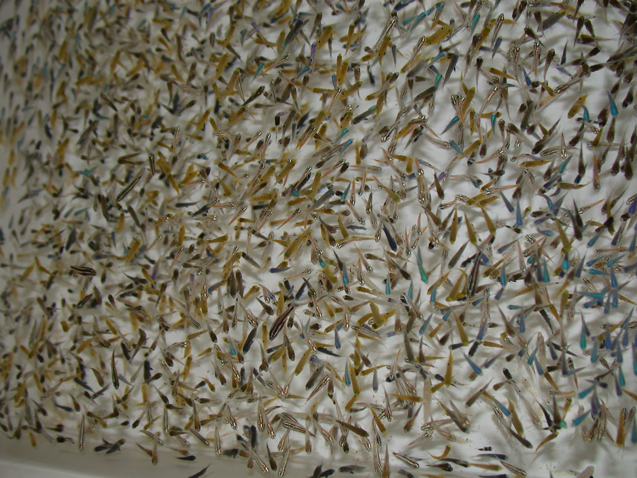 GitHub - open-AIMS/tropical_ucrit_data: This repository houses a ...