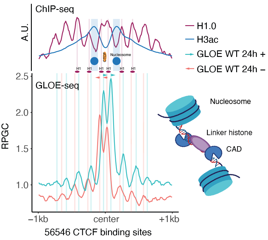 GitHub - elsasserlab/GLOE-analysis