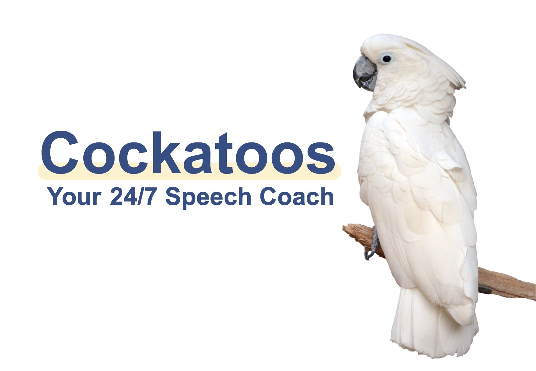 GitHub - cockatoos/cockatoos-app: Main user-facing application for Cockatoos