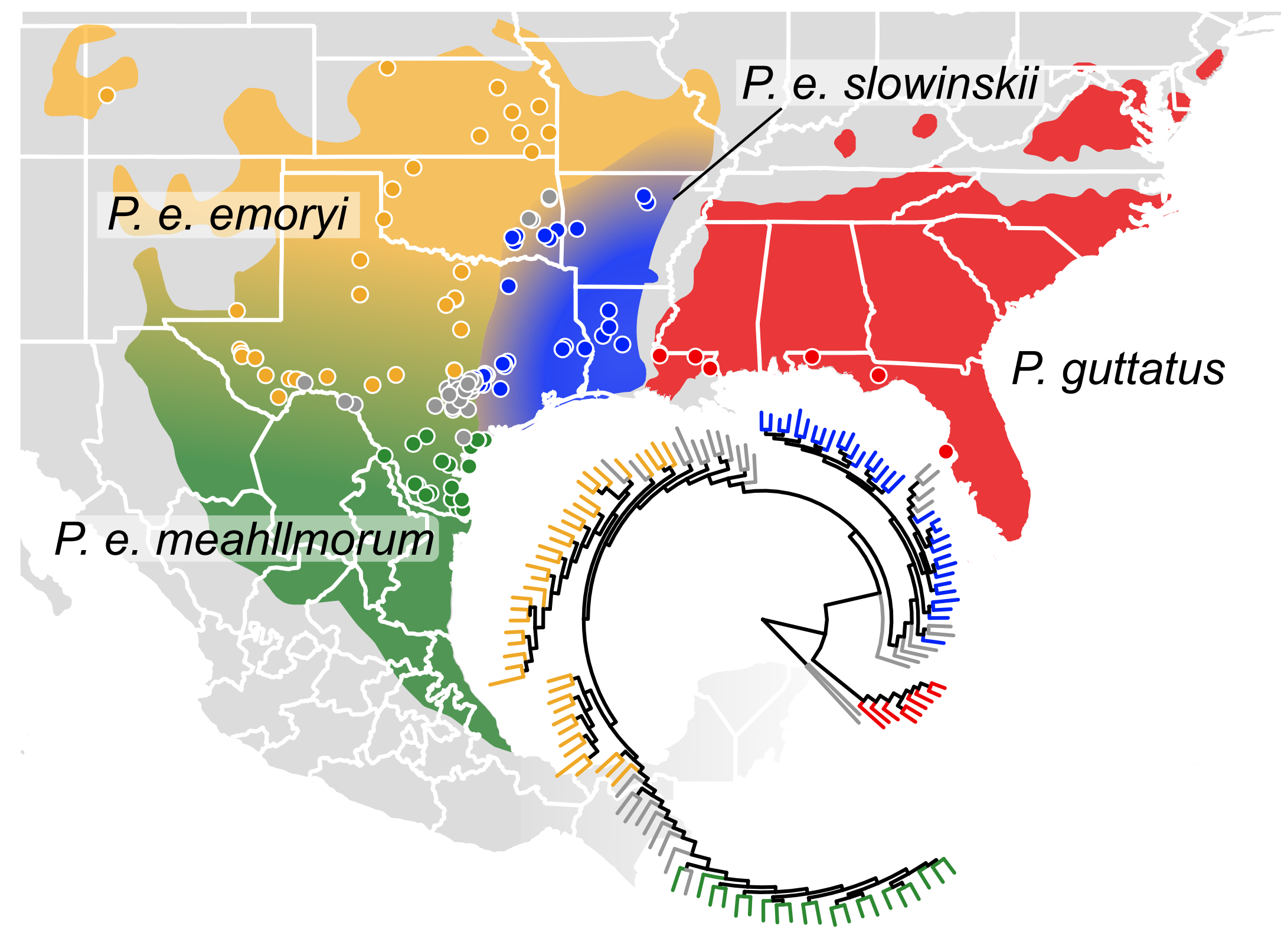GitHub - eachambers/pantherophis_spp_delim: Some of the scripts required to run PHRAPL and ...