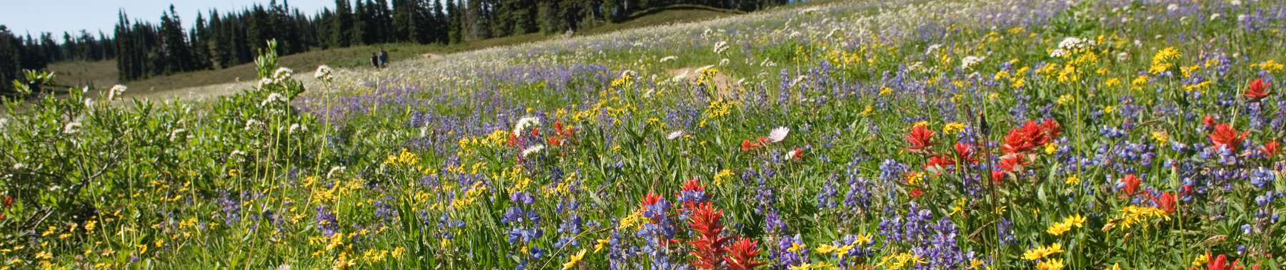 github-soumitri2001-flower-species-classification-classification-of