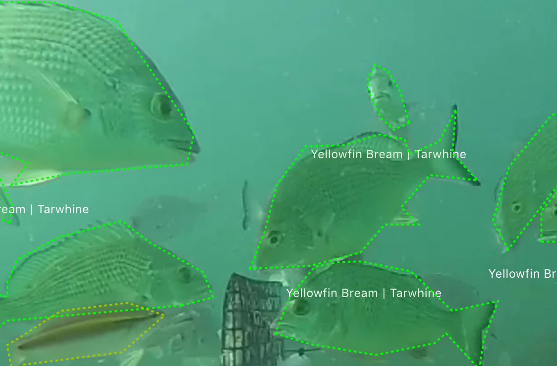 GitHub - slopezmarcano/dataset-fish-detection-low-visibility: A fully ...