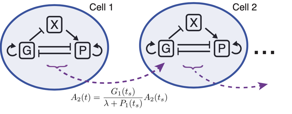 GitHub - maclean-lab/Cell-Cell-Communication: Code to accompany the ...