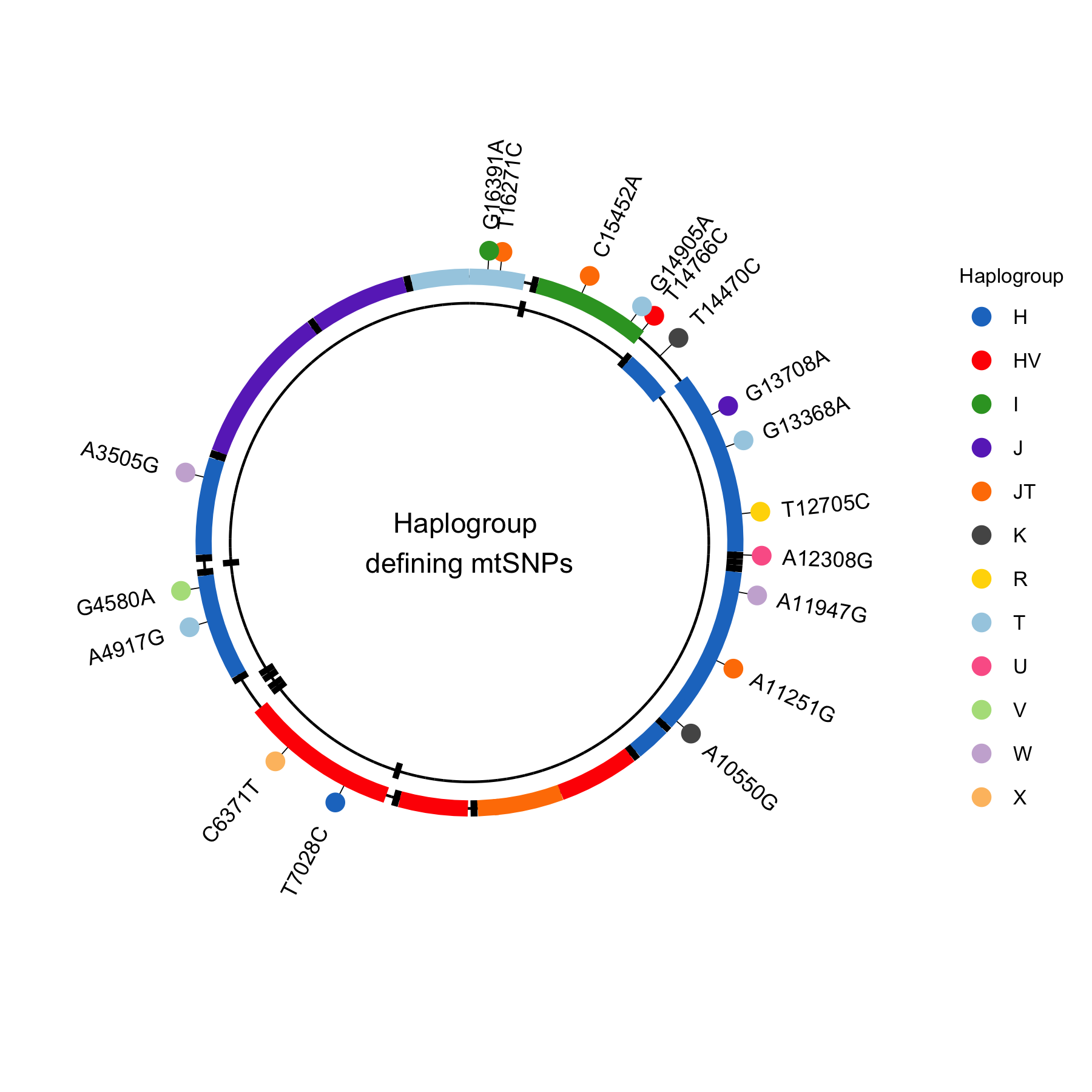 GitHub - sjfandrews/mtHg-SNPs-plot: Plotting Mitochondrial haplogroups ...
