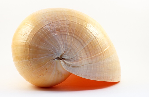 GitHub - Ph3nX-Z/ShellBoard