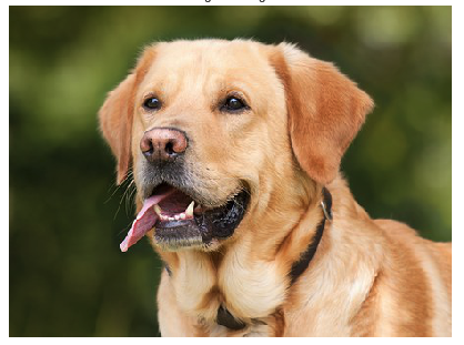 GitHub - Meysam-Sh/Image-classification-Keras: This is an image processing and Convolutional ...