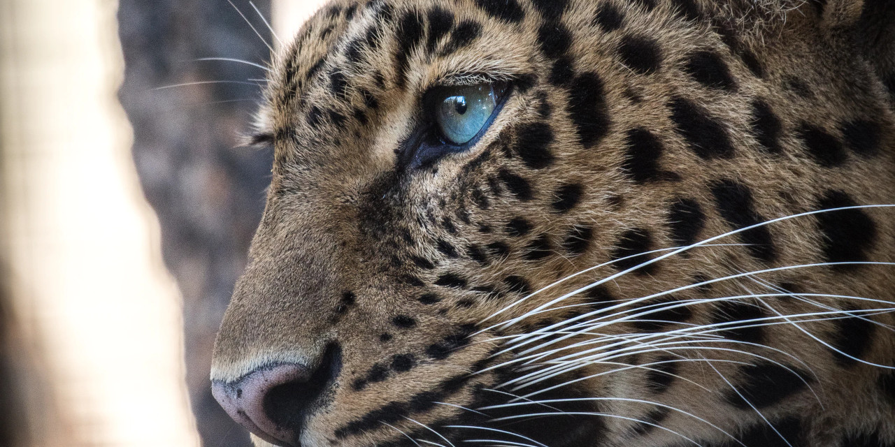 GitHub - valerauko/panther