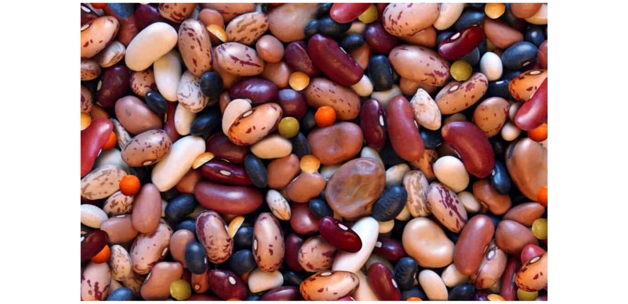 Github Chriskmthomas Dry Bean Dataset
