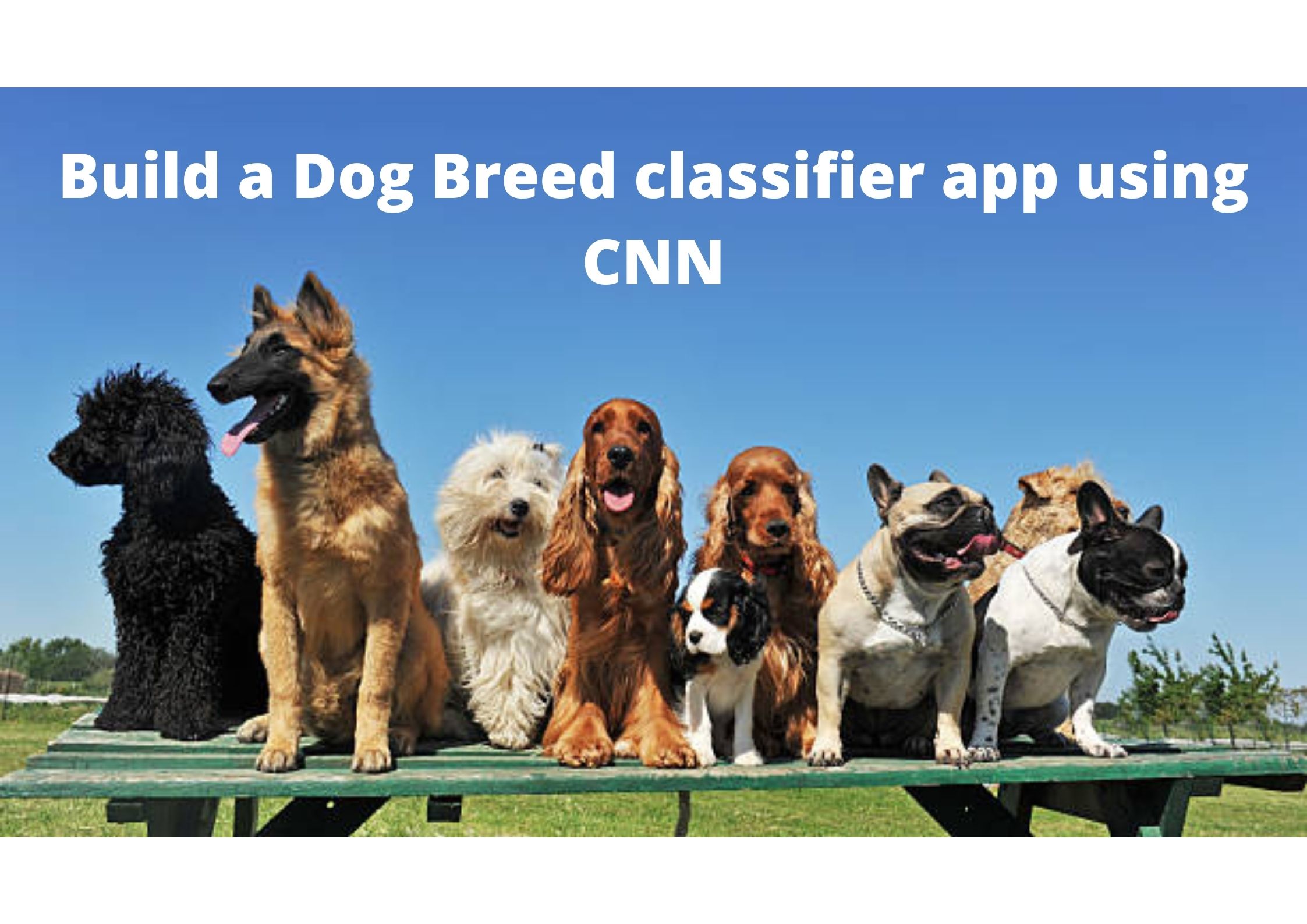 GitHub - DubWiser/udacity-dog-breed-classifier: CNN Project [Udacity ...
