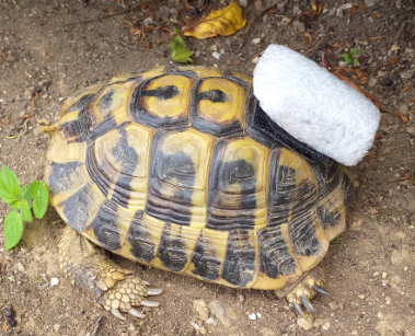 GitHub - guido57/Tarta-BLE-Beacon