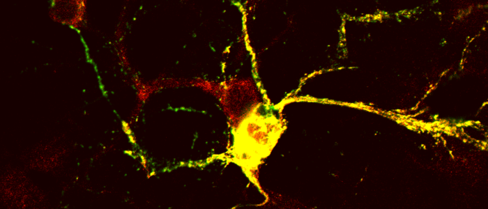 GitHub - ashrafilab/SynATP-Analysis: Semi-automated bioluminescence ...